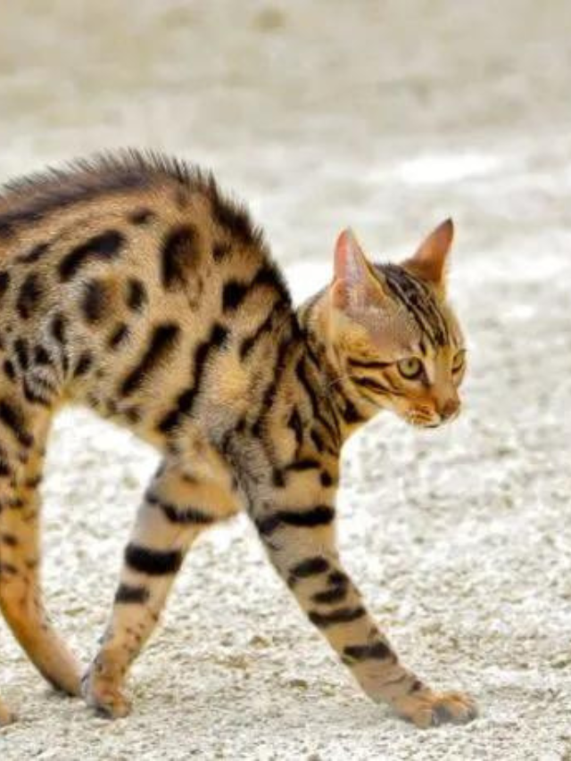 These Are The 17 Meanest Cat Breeds: Is Your Cat on the List? Story ...