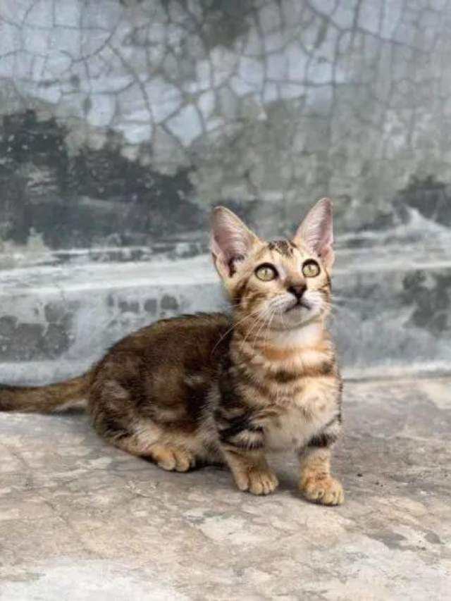 A Complete Guide on the Munchkin Bengal Mix Story - The Discerning Cat