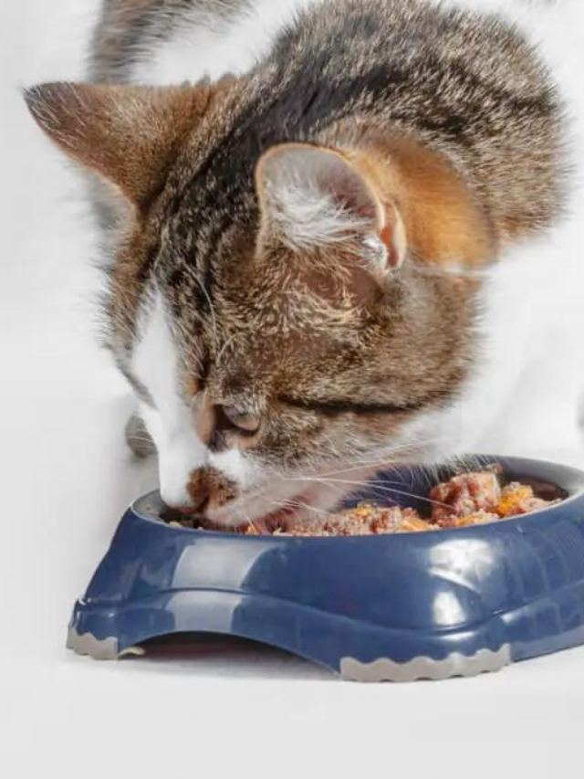 The Best Food to Ease Your Kitty’s Tummy Troubles Story - The ...