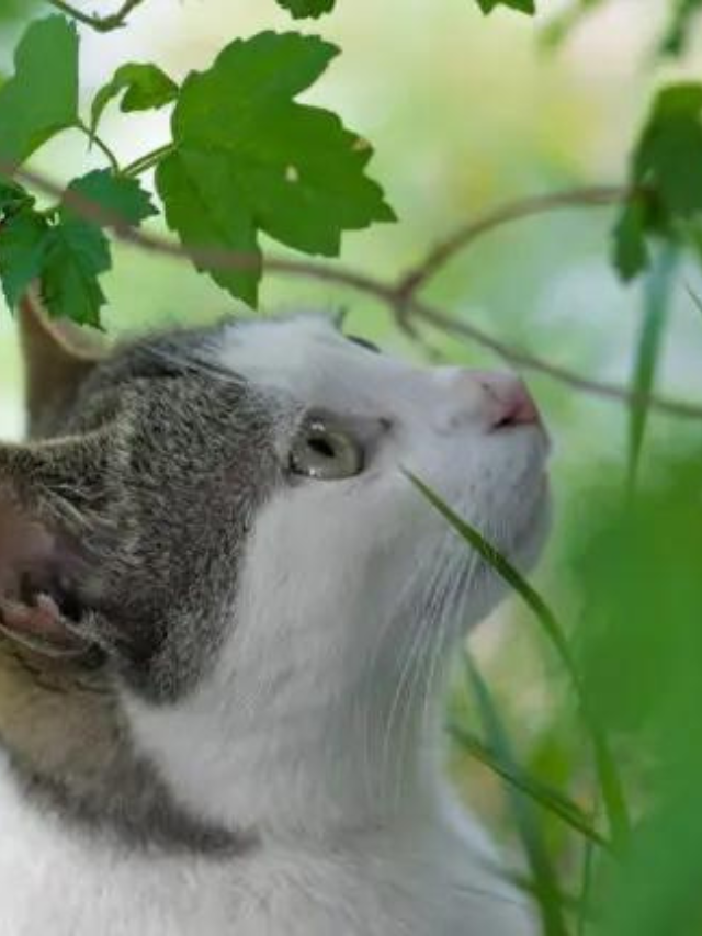 Why do Cats have Such a Strong Sense of Smell? Story - The Discerning Cat