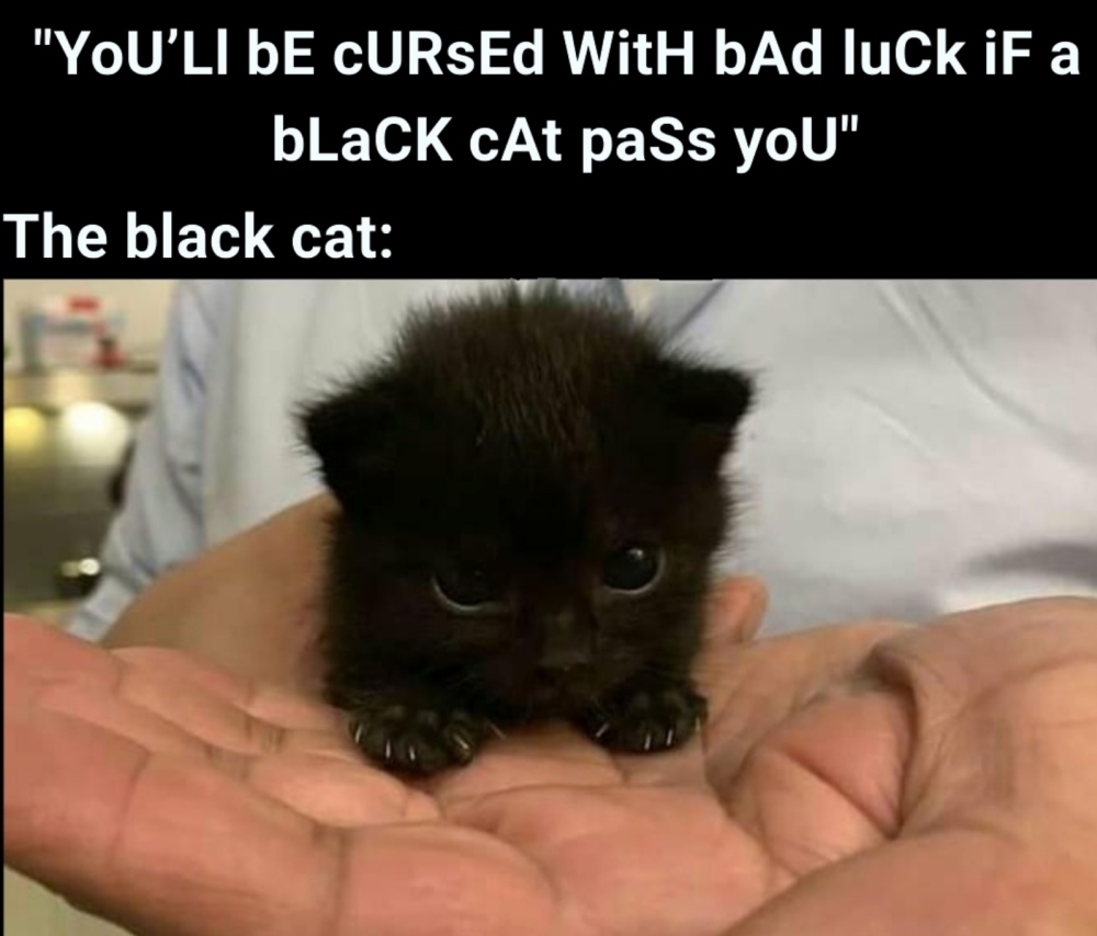 55 Funny Black Cat Memes