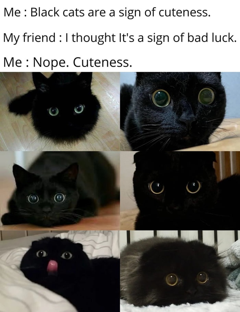 55 Funny Black Cat Memes