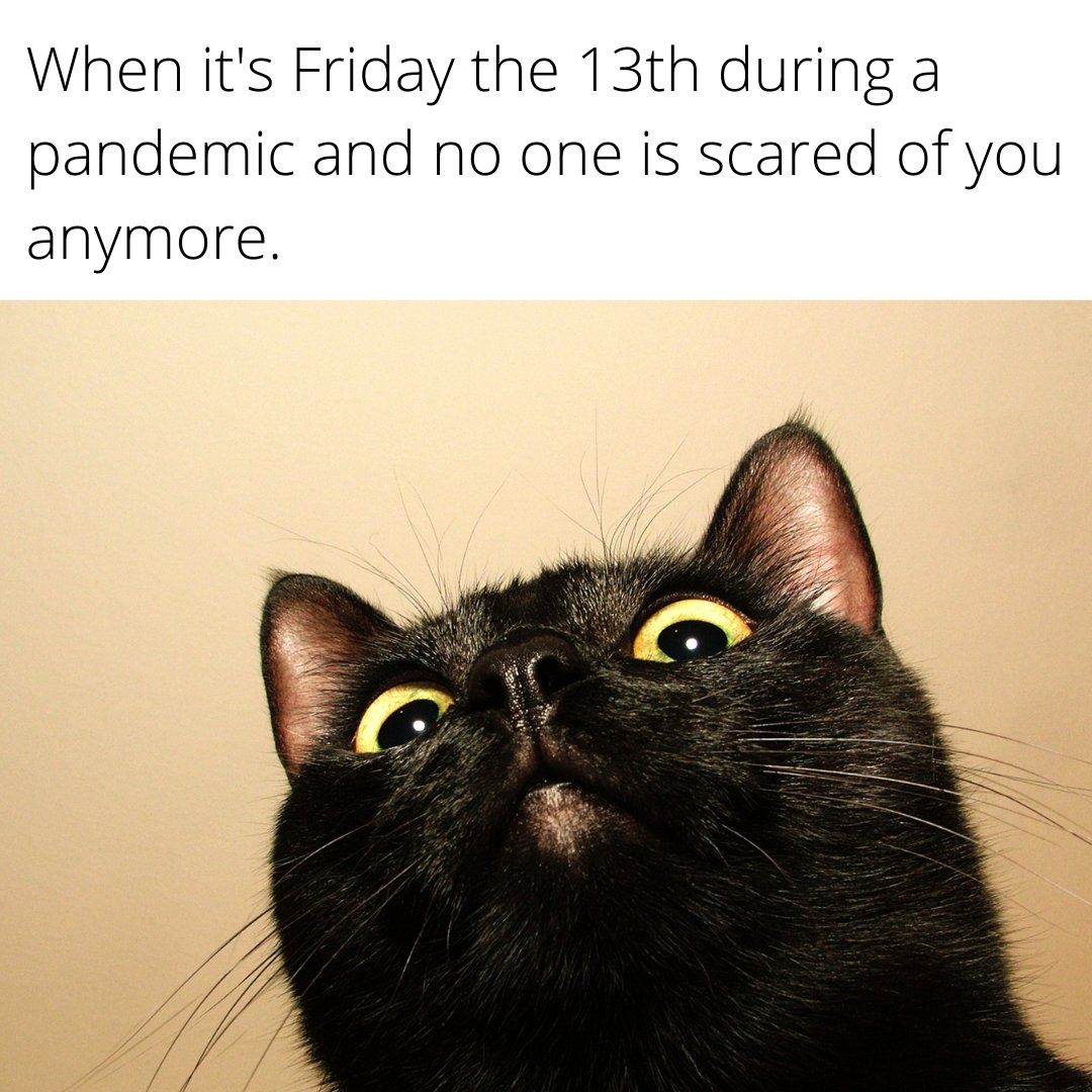 55 Funny Black Cat Memes