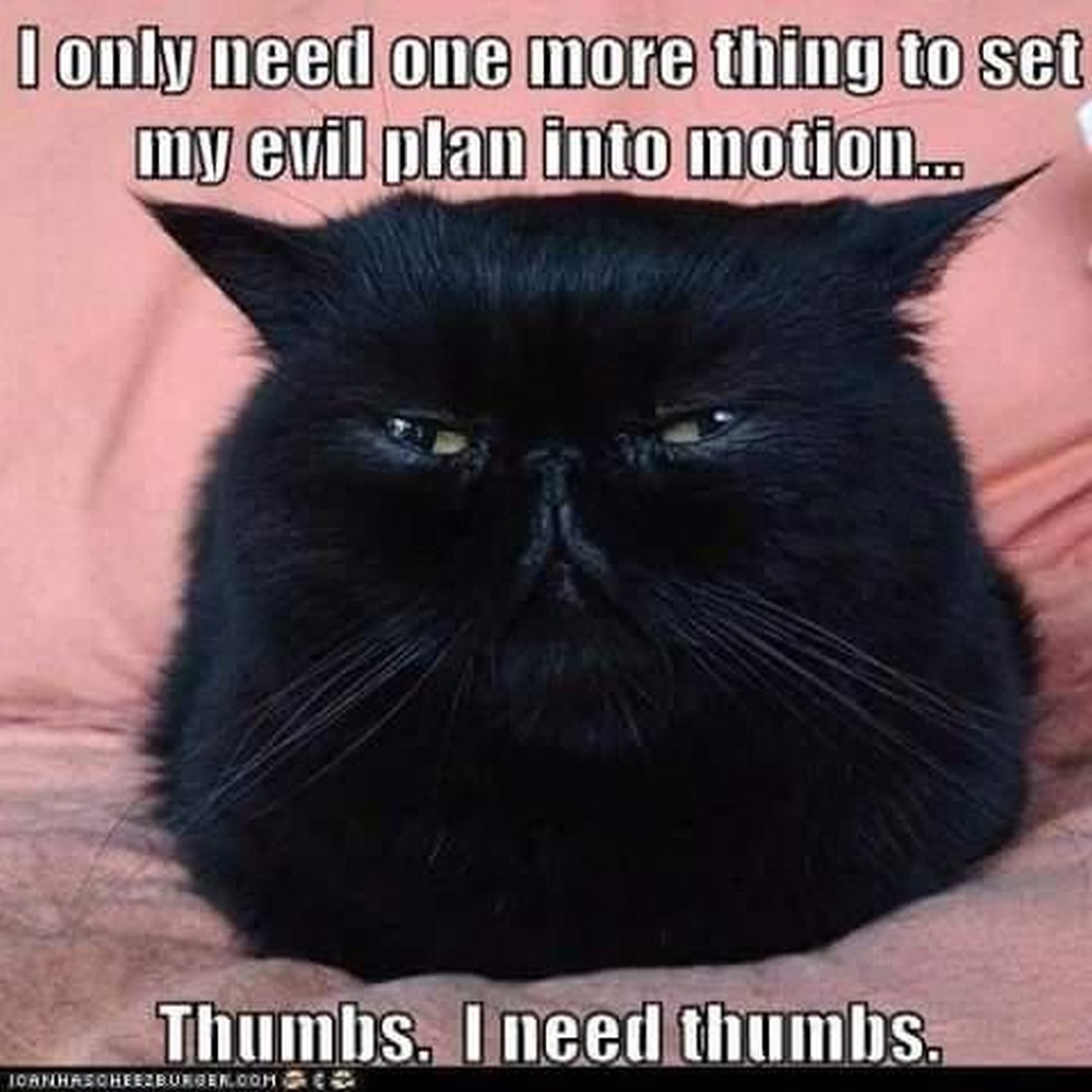 55 Funny Black Cat Memes