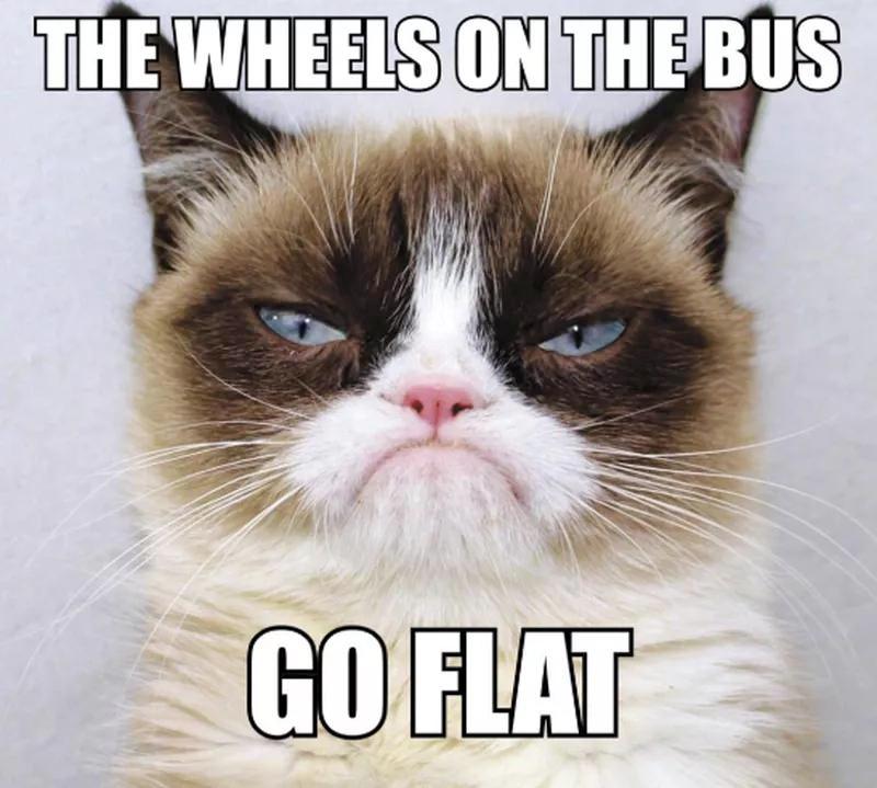 41 Best Grumpy Cats Memes You Ll Love